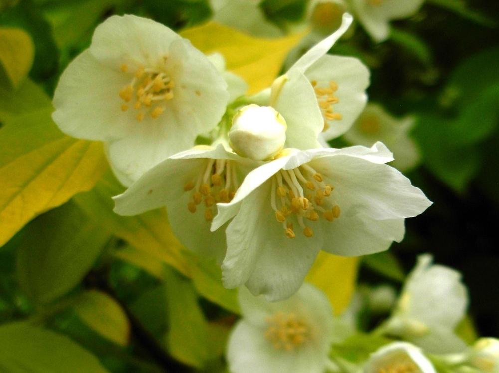 Mock Oranges: Plant Care and Collection of Varieties - Garden.org