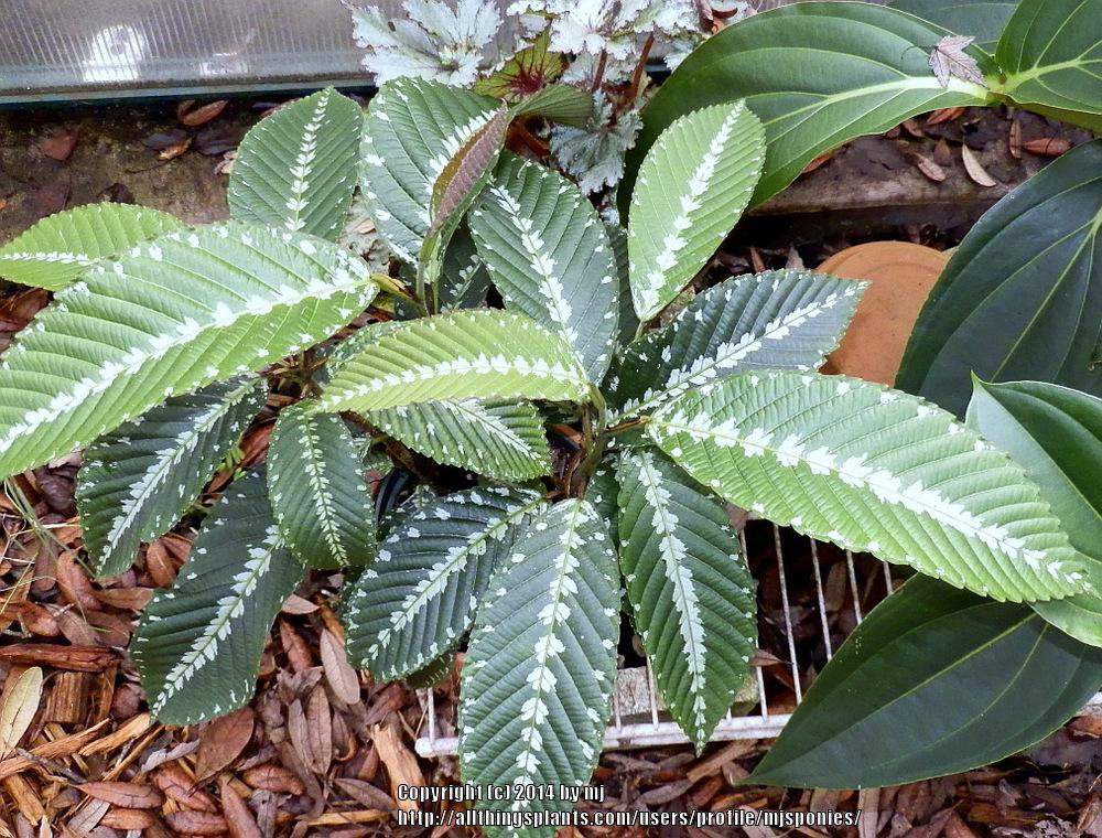 Photo of the entire plant of Leea amabilis posted by mjsponies - Garden.org