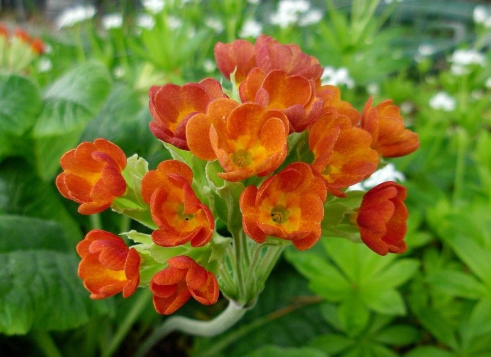 Photo of the bloom of Primrose (Primula veris 'Sunset Shades') posted ...