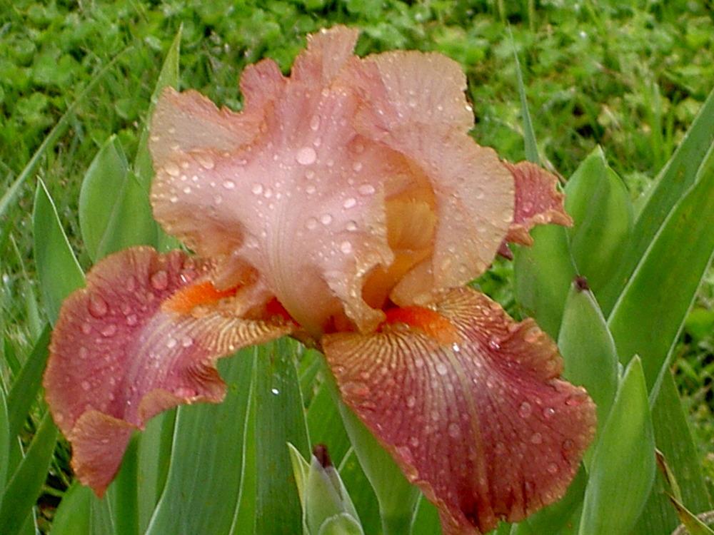 Photo of the bloom of Tall Bearded Iris (Iris 'Role Model') posted by ...