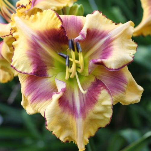 Daylily (Hemerocallis 'Sculpting Sculptures') in the Daylilies Database - Garden.org