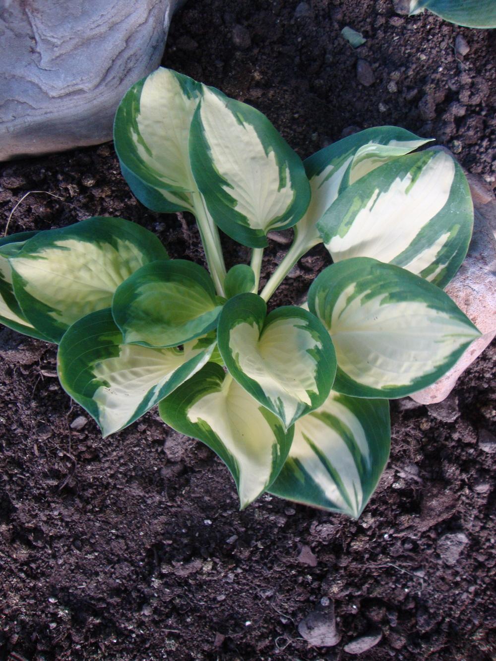 Photo of the entire plant of Hosta 'Popcorn' posted by Paul2032 ...