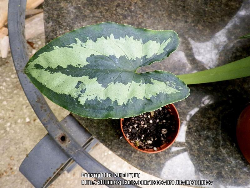 Hapaline benthamiana - Garden.org