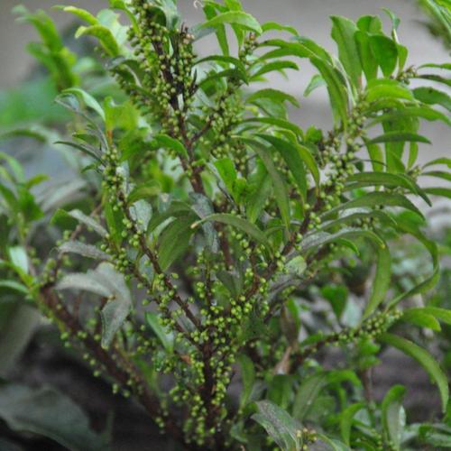 East Asian Eurya (Eurya japonica) - Garden.org