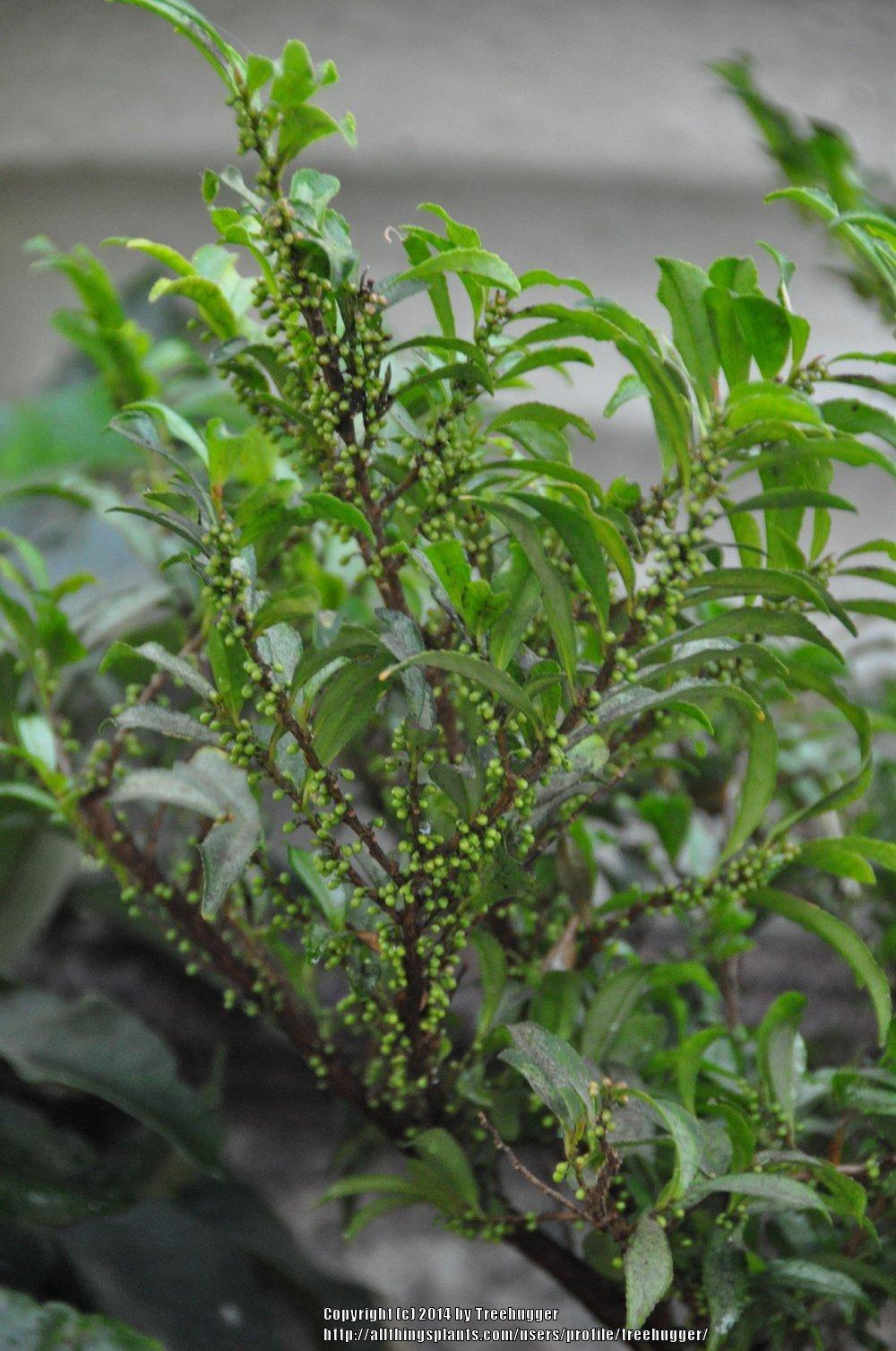 East Asian Eurya (Eurya japonica) - Garden.org