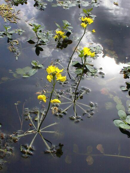 Floating Bladderwort (Utricularia radiata) - Garden.org
