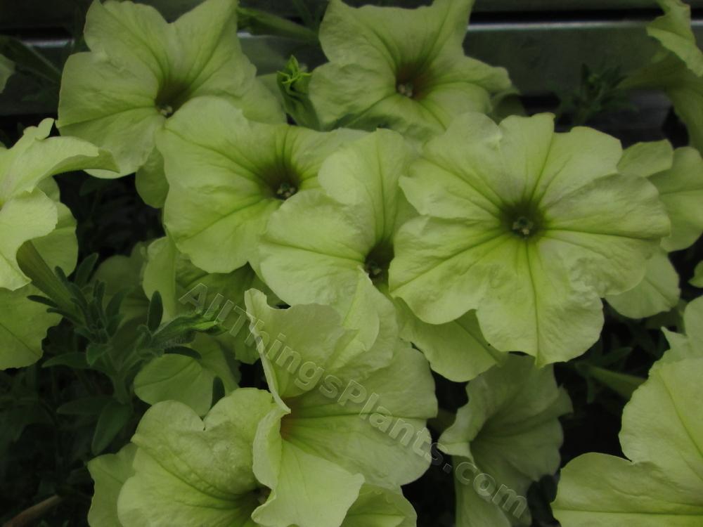 Petunia Crazytunia® Bitter Lemon in the Petunias Database - Garden.org