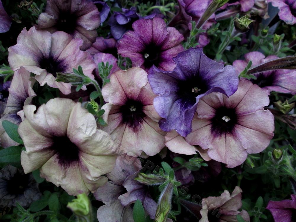 Petunias: Plant Care and Collection of Varieties - Garden.org