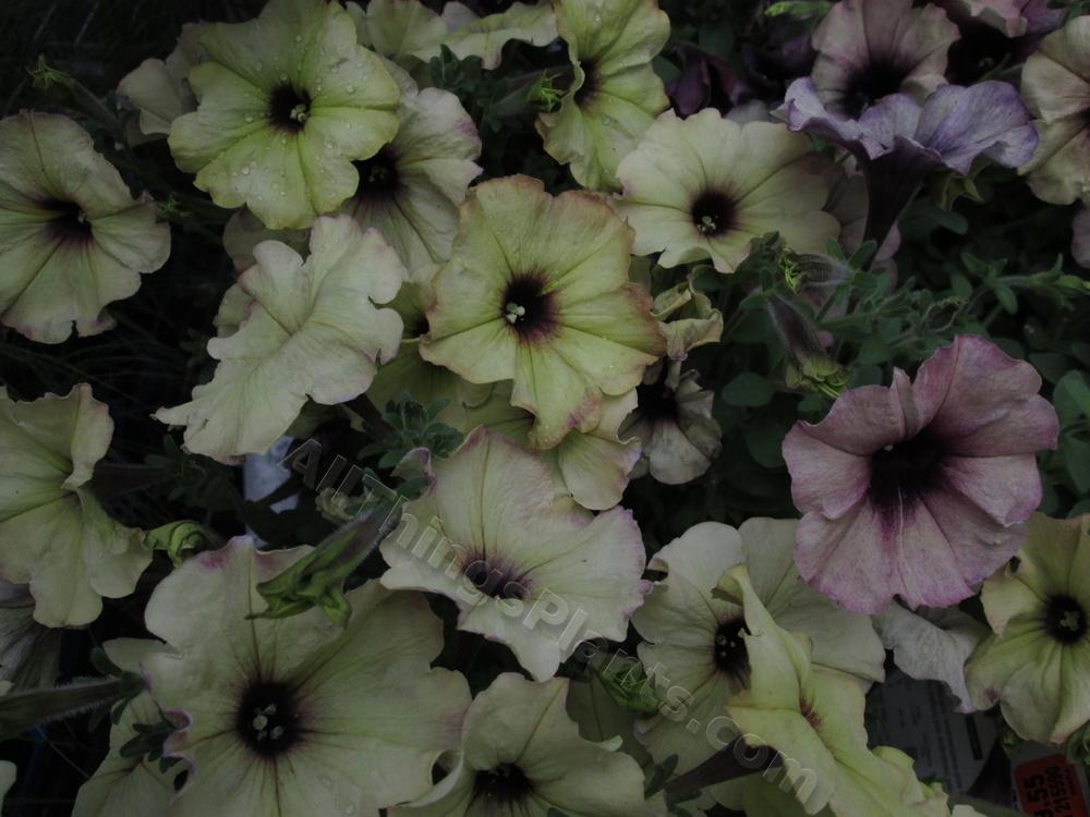 Petunia Crazytunia® Twilight Lime in the Petunias Database - Garden.org