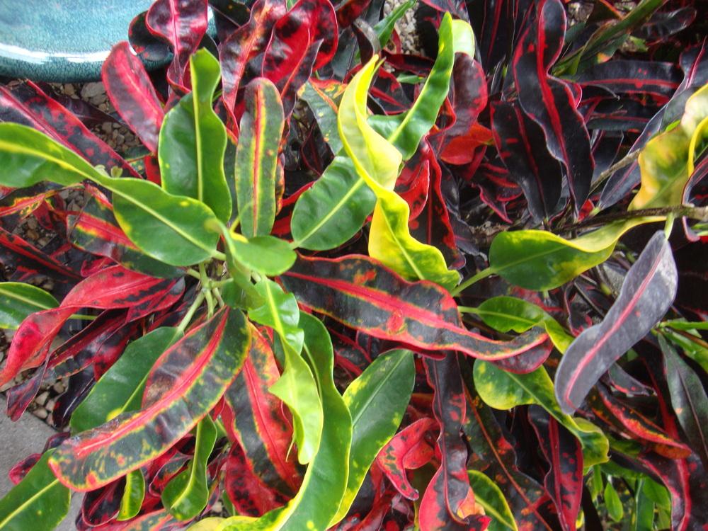Photo of the leaves of Croton (Codiaeum variegatum 'Batik') posted by ...