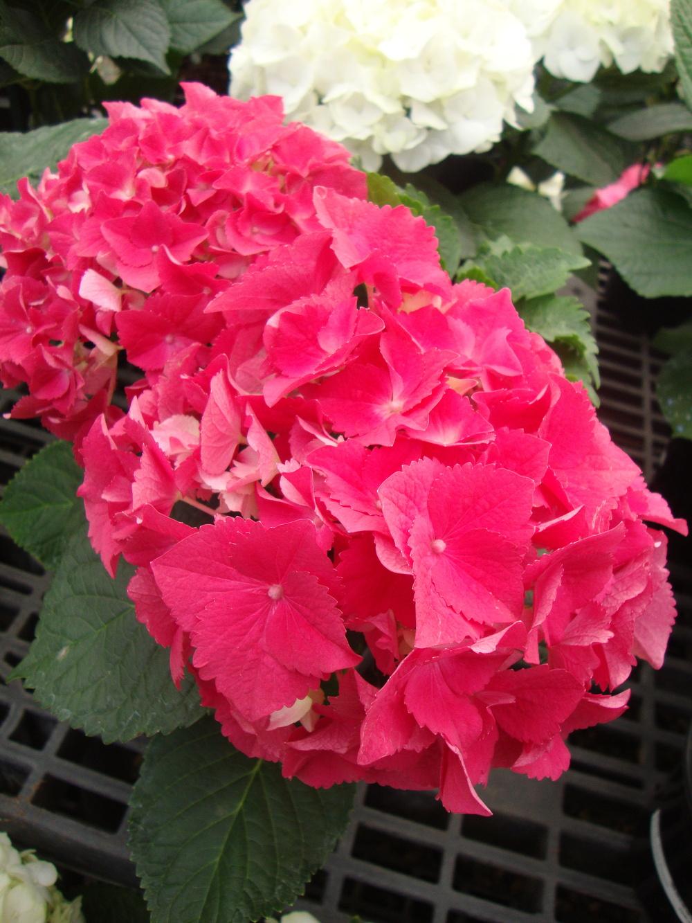 Hydrangea 'Red Beauty' in the Hydrangeas Database - Garden.org