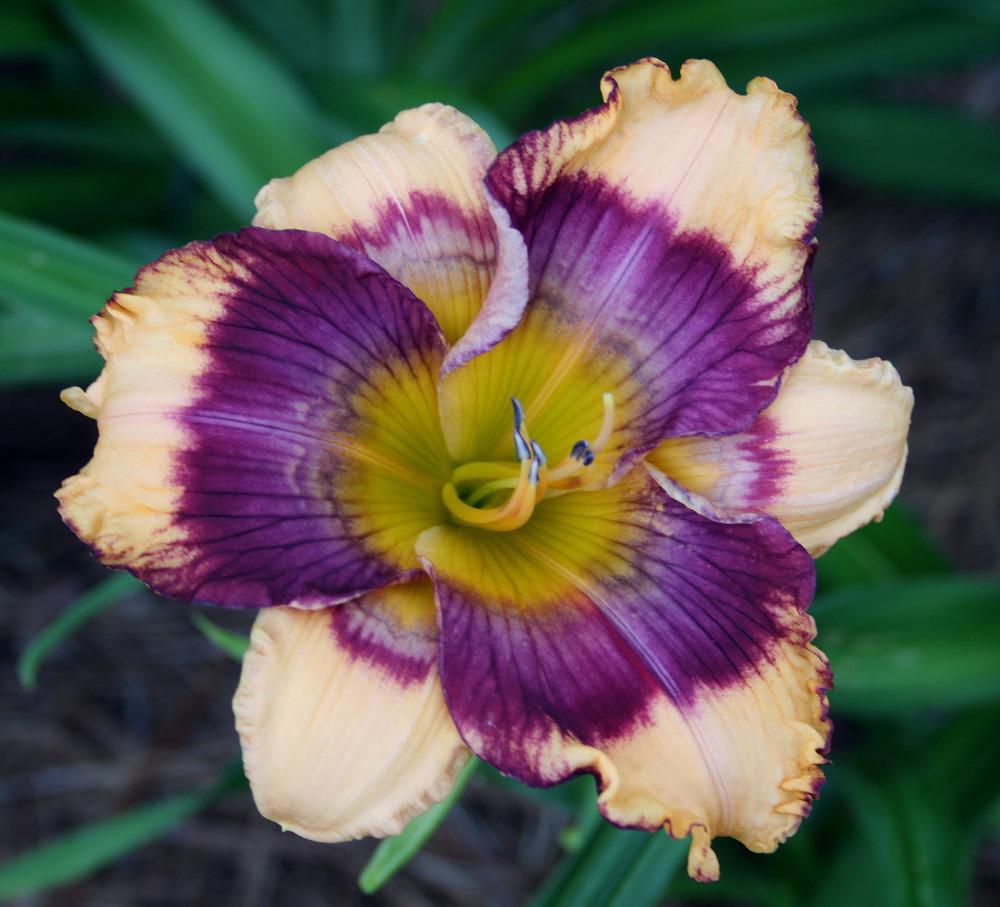 Daylily (Hemerocallis 'Exotic Pattern') in the Daylilies Database ...