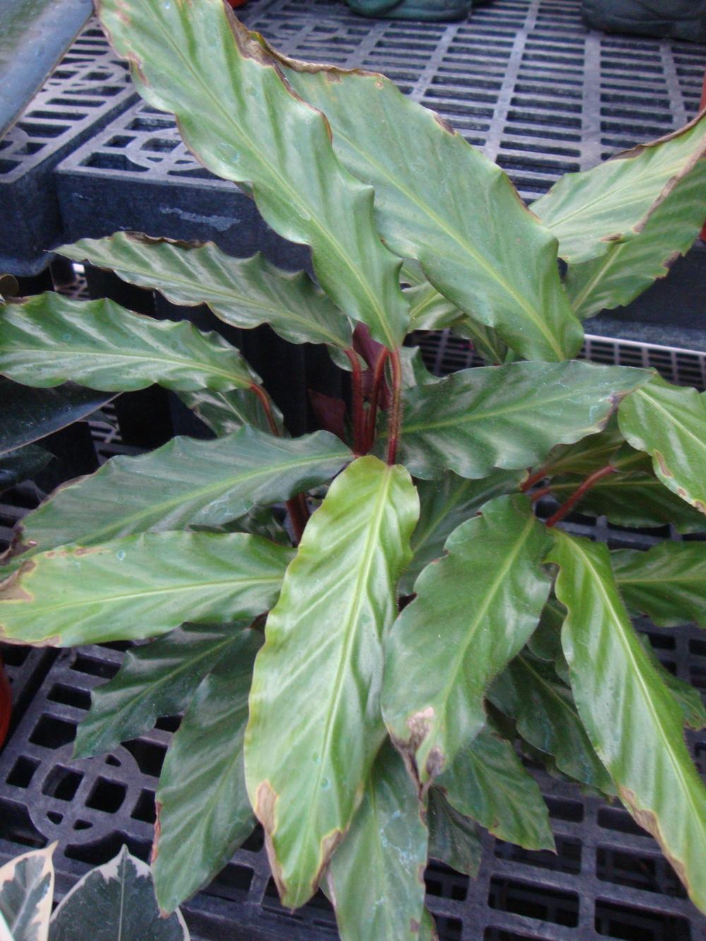 Photo of the entire plant of Velvet Calathea (Goeppertia rufibarba ...