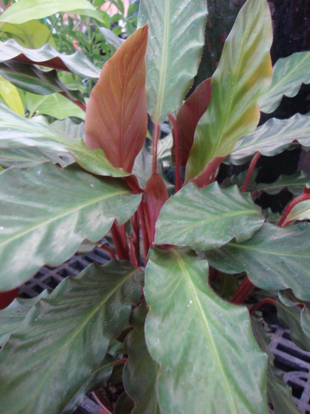 Photo of the leaves of Velvet Calathea (Goeppertia rufibarba) posted by ...