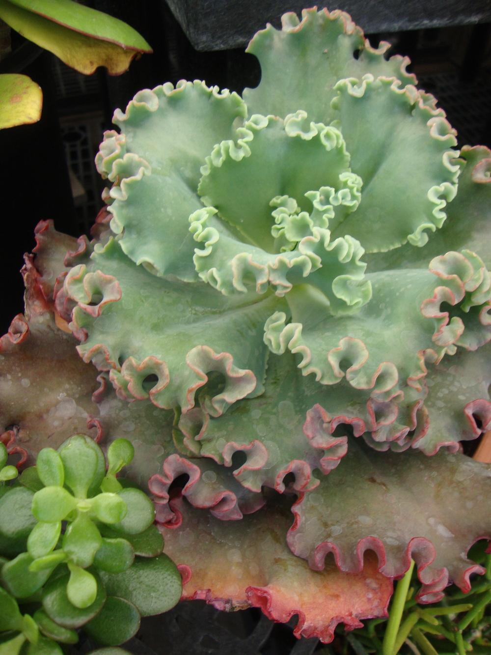 Photo of the entire plant of Echeveria 'Ruffles' posted by Paul2032 ...