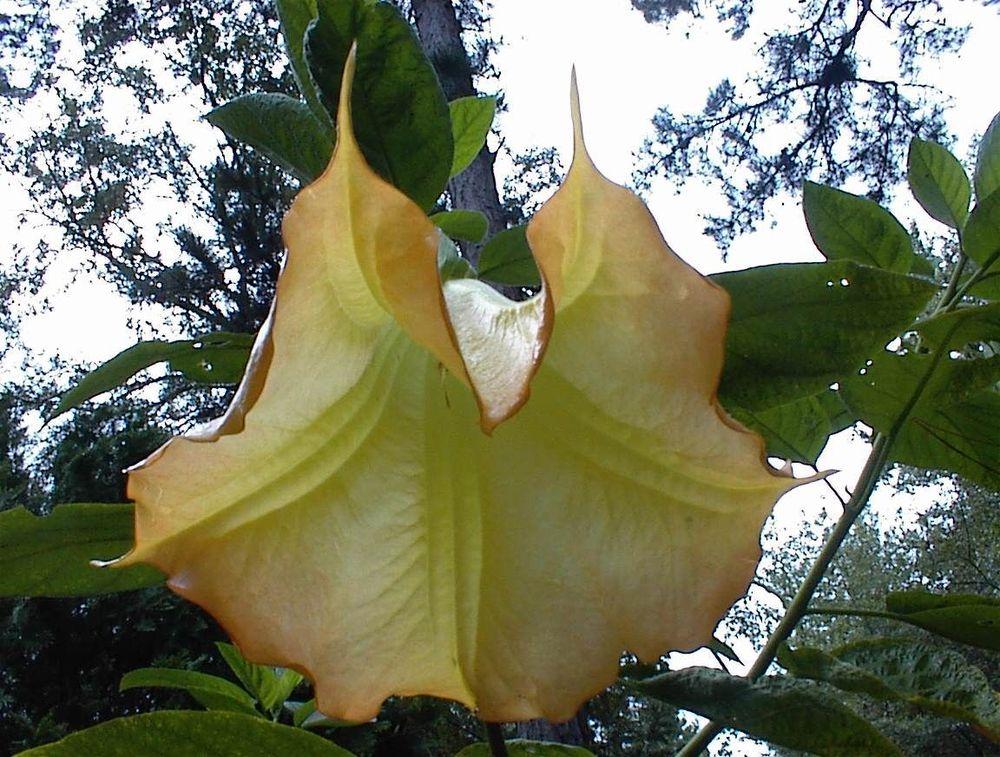 Photo of the bloom of Angel Trumpet (Brugmansia 'Jean Pasco') posted by ...