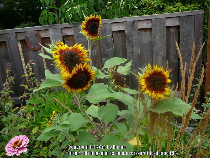 Photo of the entire plant of Sunflower (Helianthus annuus 'Ring of Fire ...