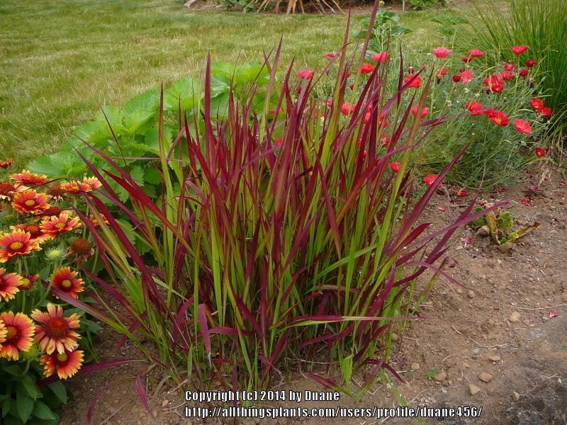 Japanese Blood Grass (Imperata cylindrica) - Garden.org