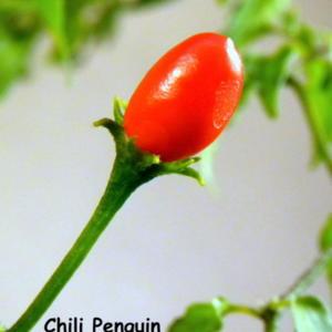 Hot Pepper (Capsicum chacoense 'Chili Penguin PI 273419') in the ...