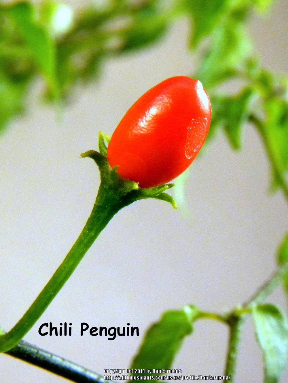Hot Pepper (Capsicum chacoense 'Chili Penguin PI 273419') in the ...