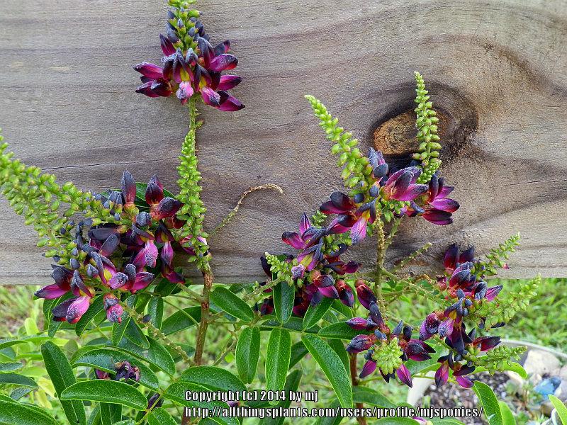 Photo of the bloom of Evergreen Wisteria (Callerya reticulata) posted ...