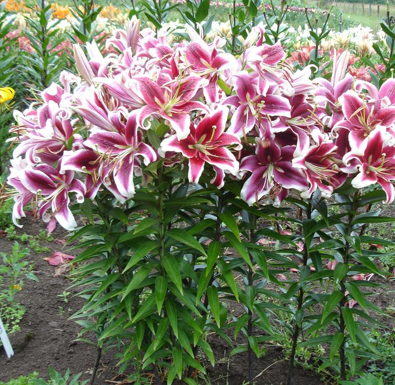 Photo of the entire plant of Lily (Lilium 'Flashpoint') posted by Calif ...