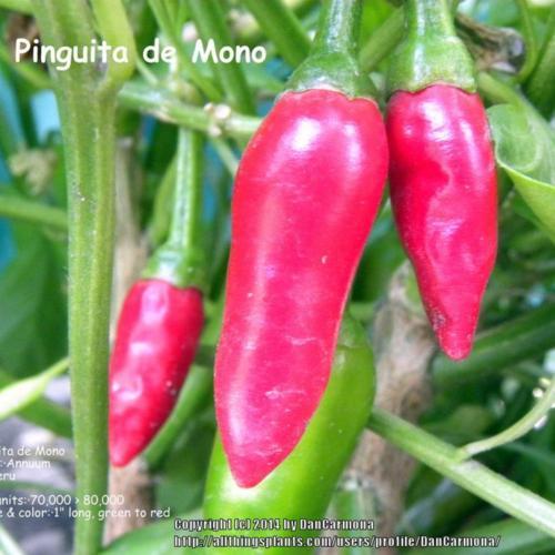 Hot Pepper (Capsicum annuum 'Aji Pinguita de Mono') in the Peppers ...