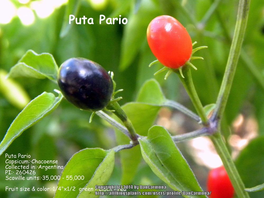 Hot Pepper (Capsicum chacoense 'PI 260426') in the Peppers Database ...