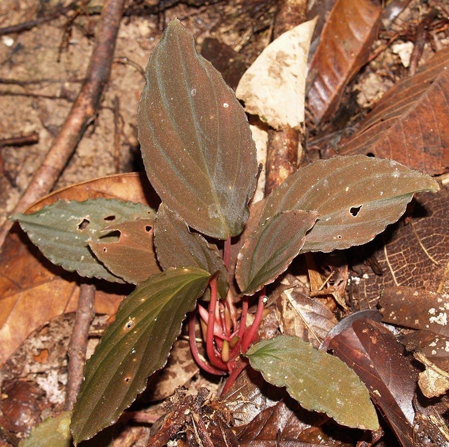 Homalomena humilis in the Homalomenas Database - Garden.org
