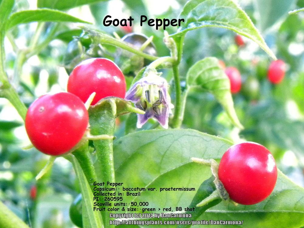 Hot Pepper (Capsicum rabenii 'Goat') in the Peppers Database - Garden.org