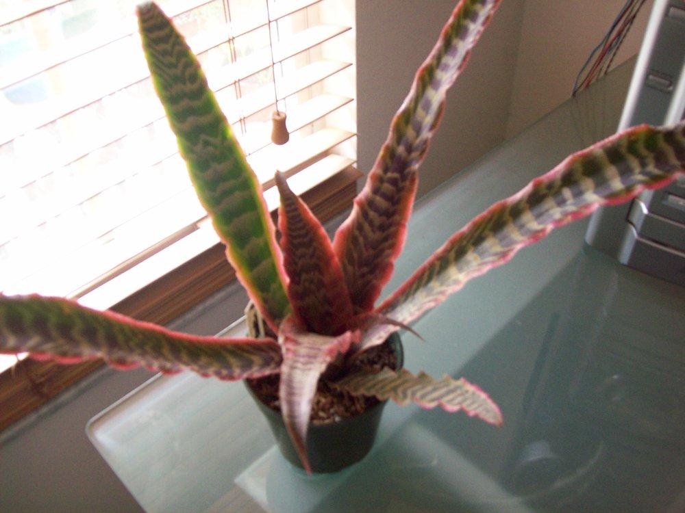 Photo of the entire plant of Earth Star (Cryptanthus bivittatus 'Ruby ...