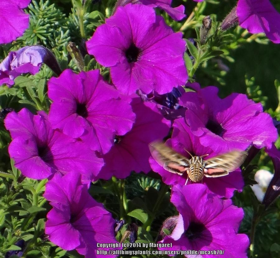 Petunias: Plant Care and Collection of Varieties - Garden.org
