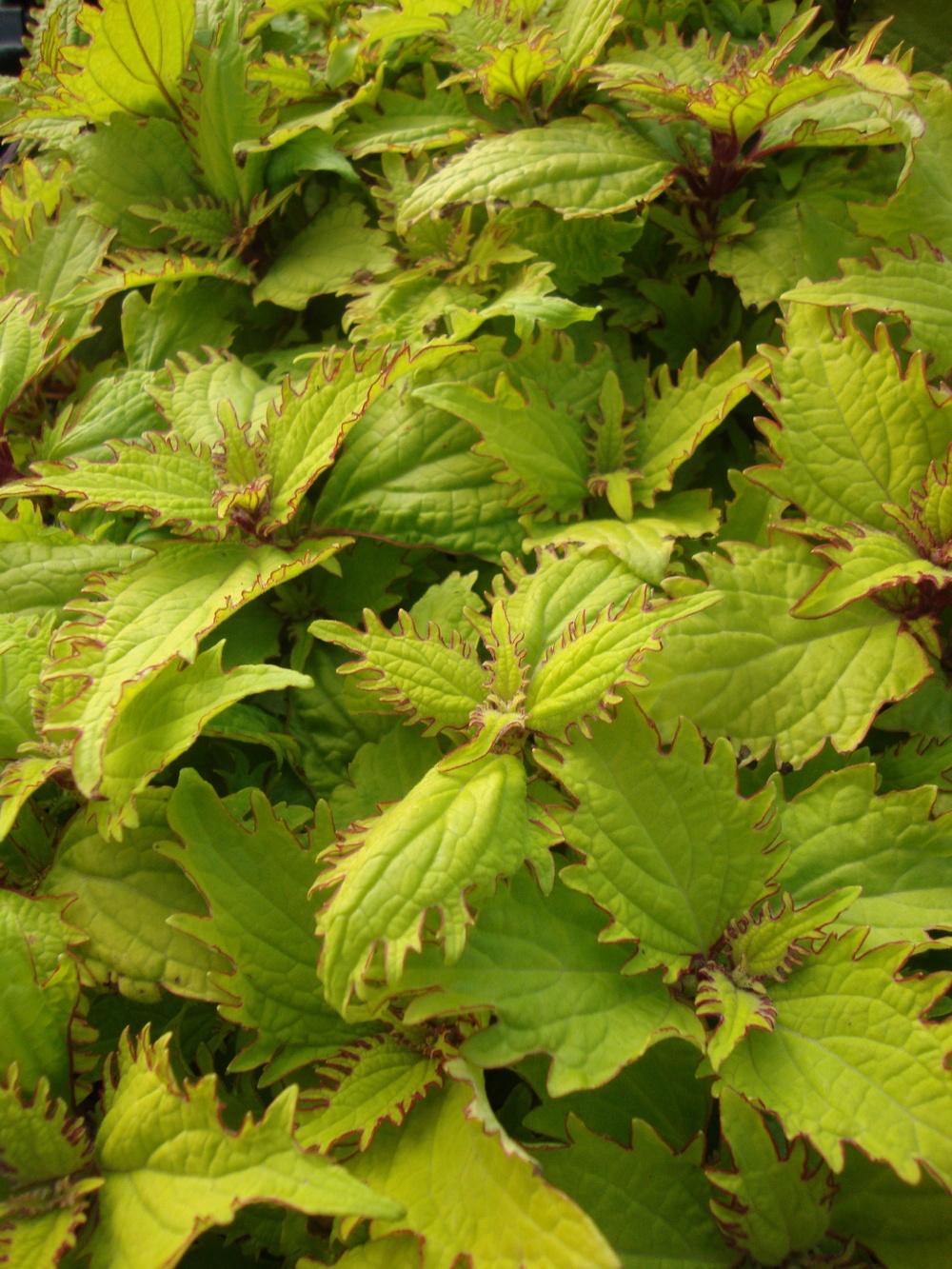 Coleus (Coleus scutellarioides 'Lemon Twist') in the Coleus Database ...
