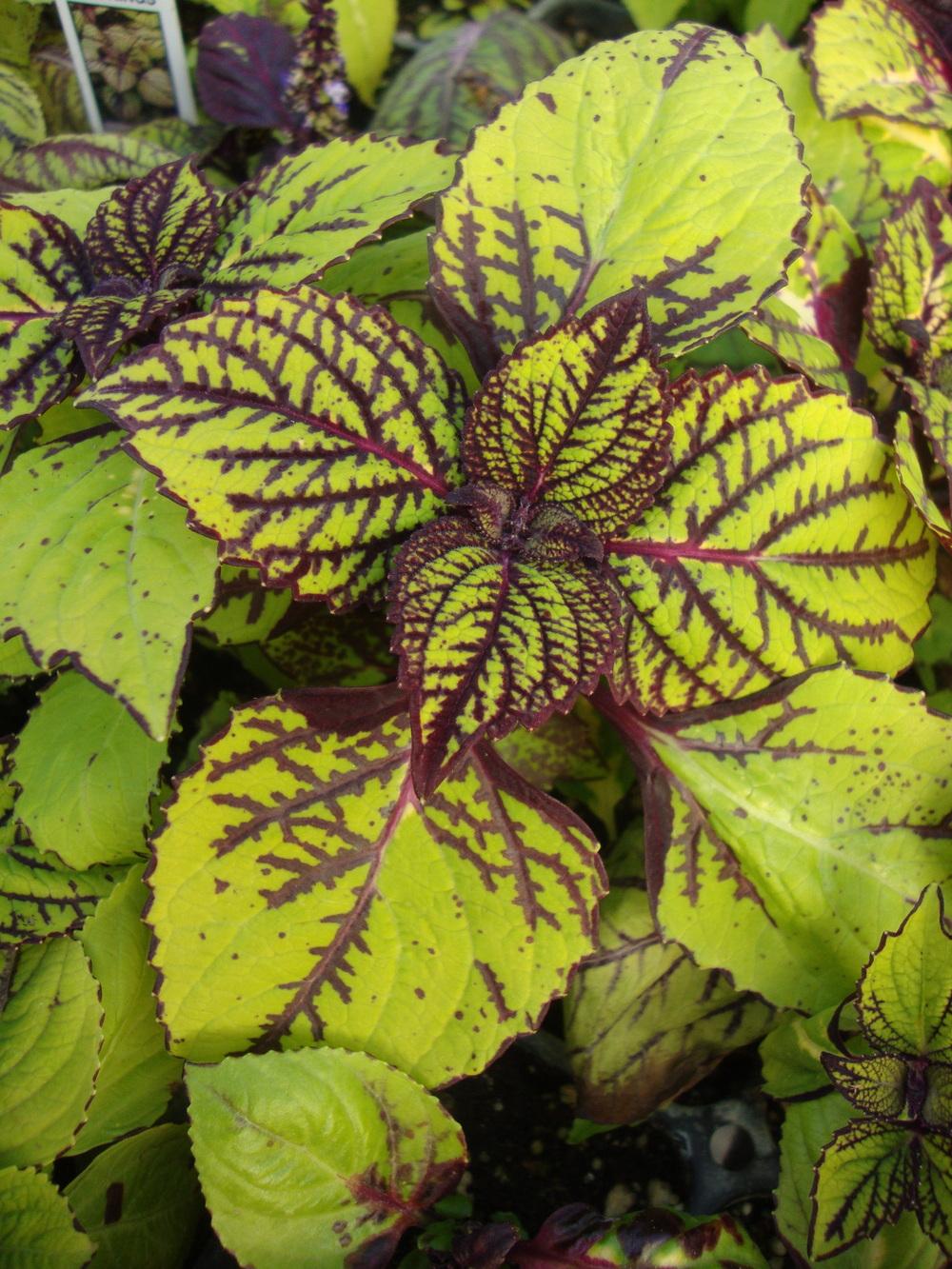 Photo of the leaves of Coleus (Coleus scutellarioides 'Fishnet ...