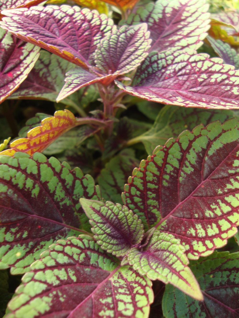 Coleus (Coleus scutellarioides 'Velvet Lime') in the Coleus Database ...