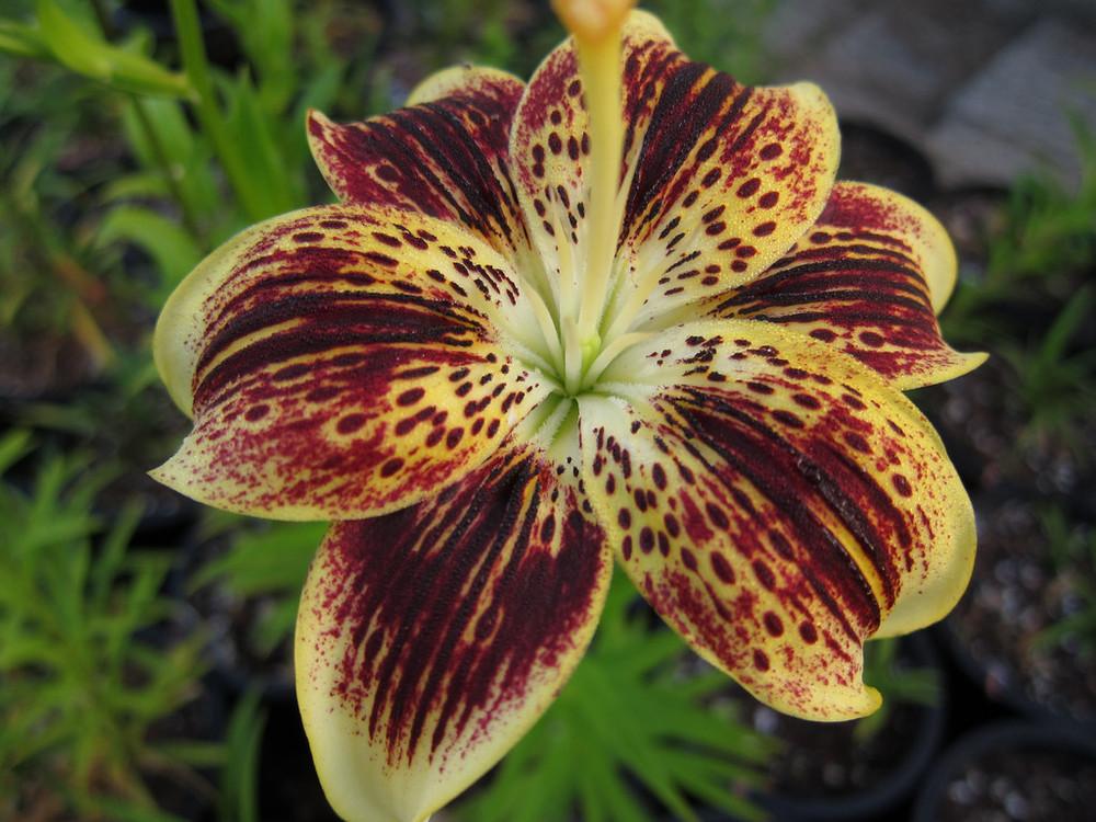 Brushmark and Tango Lily Seedling Pix in the Lilies forum - Garden.org