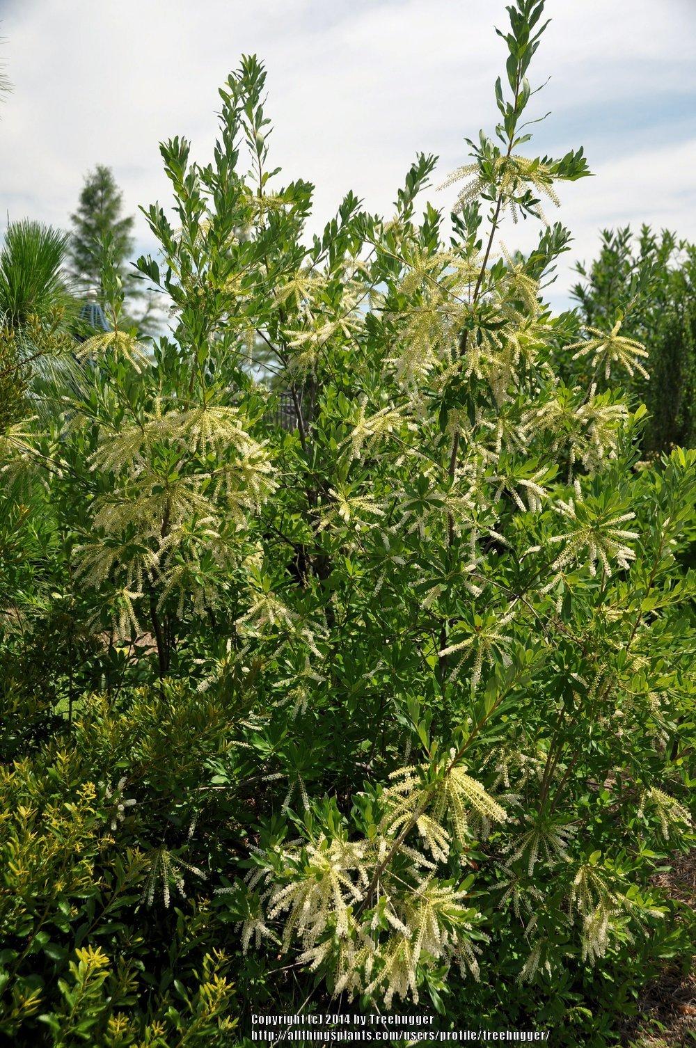 Photo of the entire plant of Leatherwood (Cyrilla racemiflora) posted ...