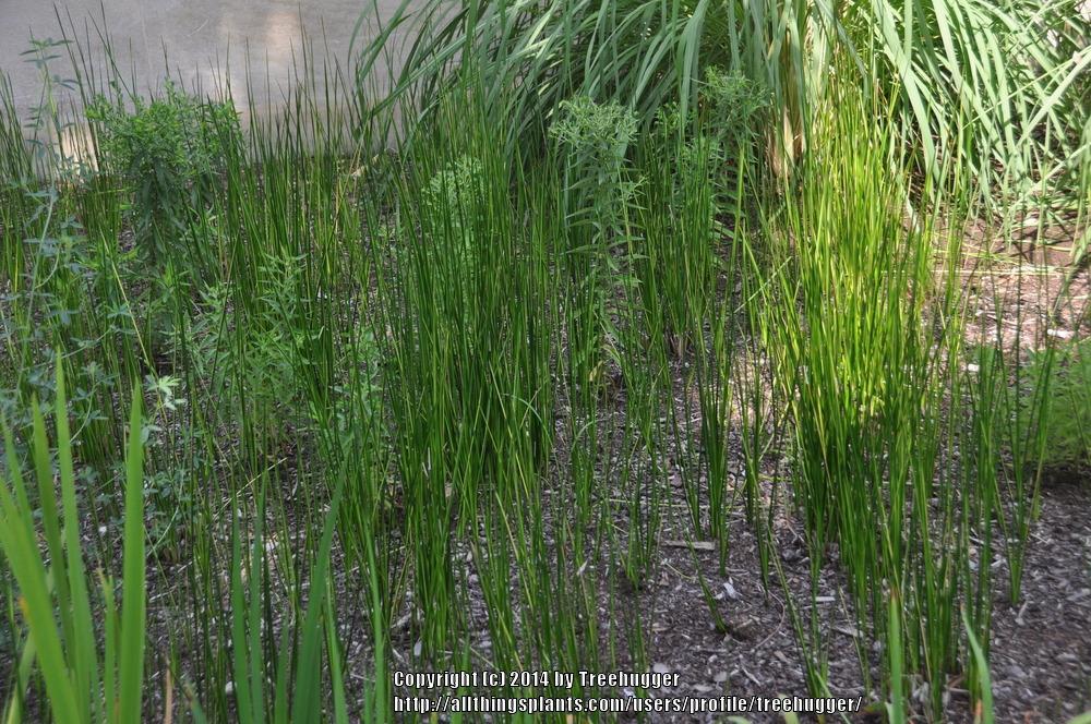 Variegated Striped Rush (Machaerina rubiginosa) - Garden.org