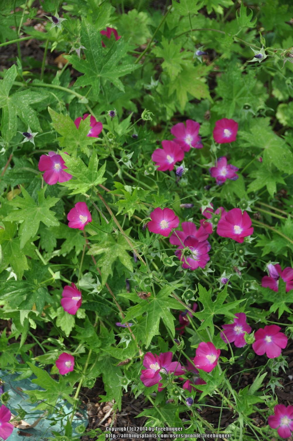 Photo of the entire plant of Poppy Mallow (Callirhoe bushii) posted by ...