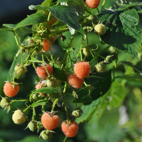 Everbearing Raspberry (Rubus idaeus 'Fall Gold') in the Rubus Database ...