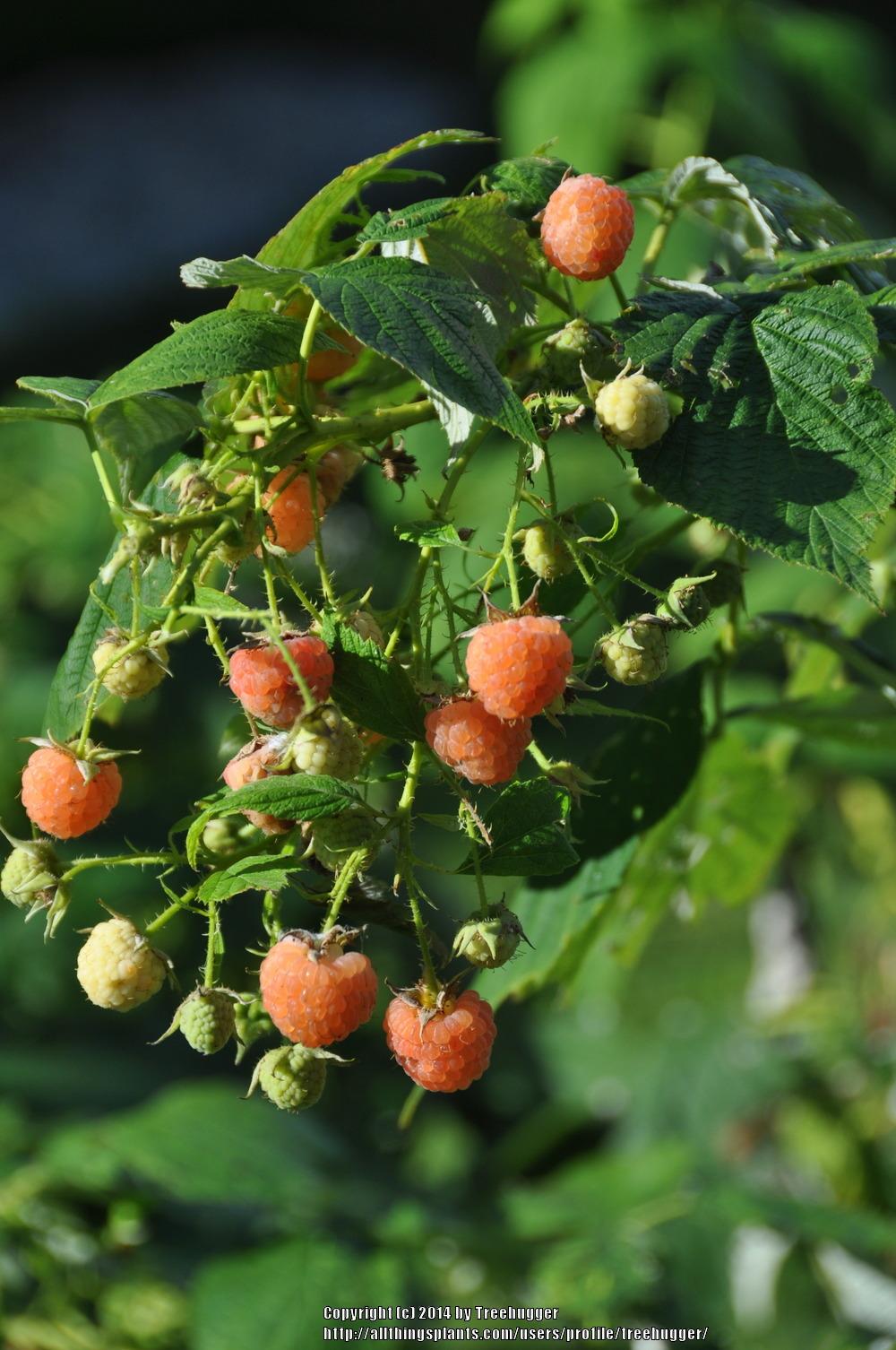 Everbearing Raspberry (Rubus idaeus 'Fall Gold') in the Rubus Database ...
