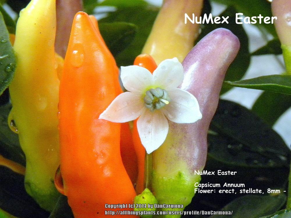 Photo of the bloom of Hot Pepper (Capsicum annuum 'NuMex Easter ...