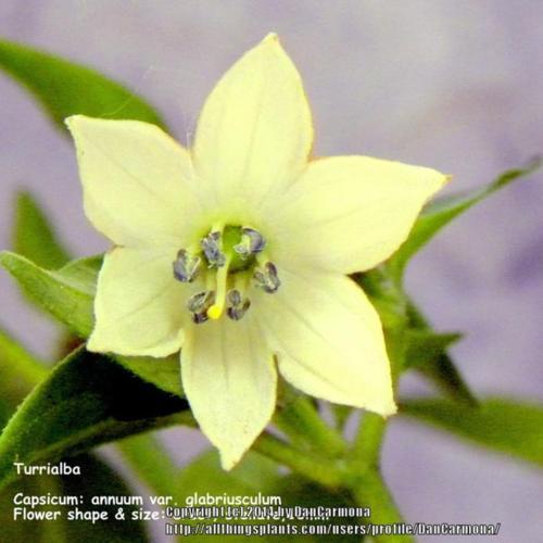 Hot Pepper (Capsicum annuum var. glabriusculum 'Turrialba') in the ...