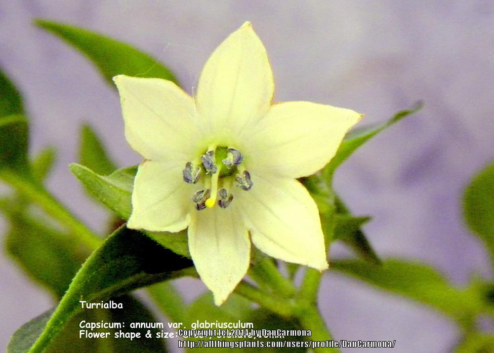 Hot Pepper (Capsicum annuum var. glabriusculum 'Turrialba') in the ...