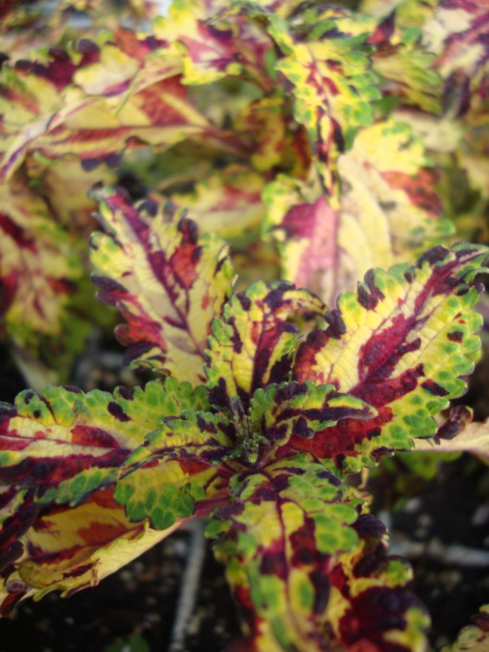Photo of the leaves of Coleus (Coleus scutellarioides 'Coco Loco ...