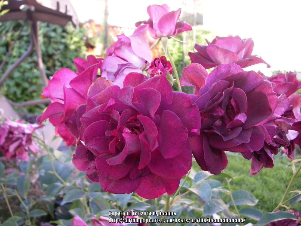 The Container Rose Garden - Garden.org