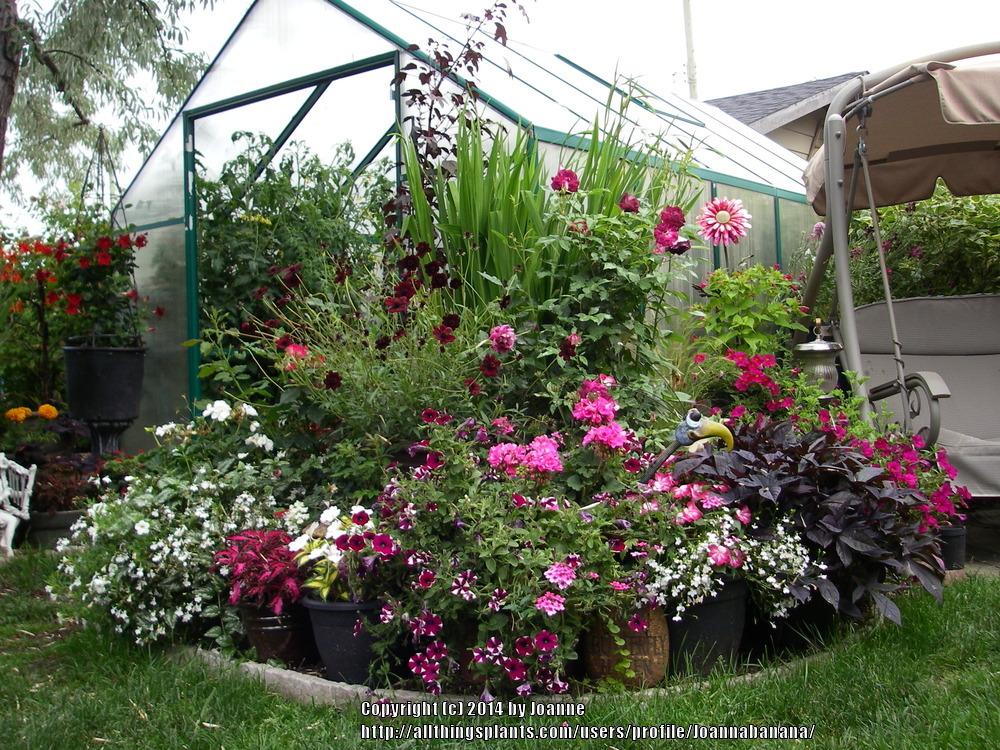 The Container Rose Garden - Garden.org