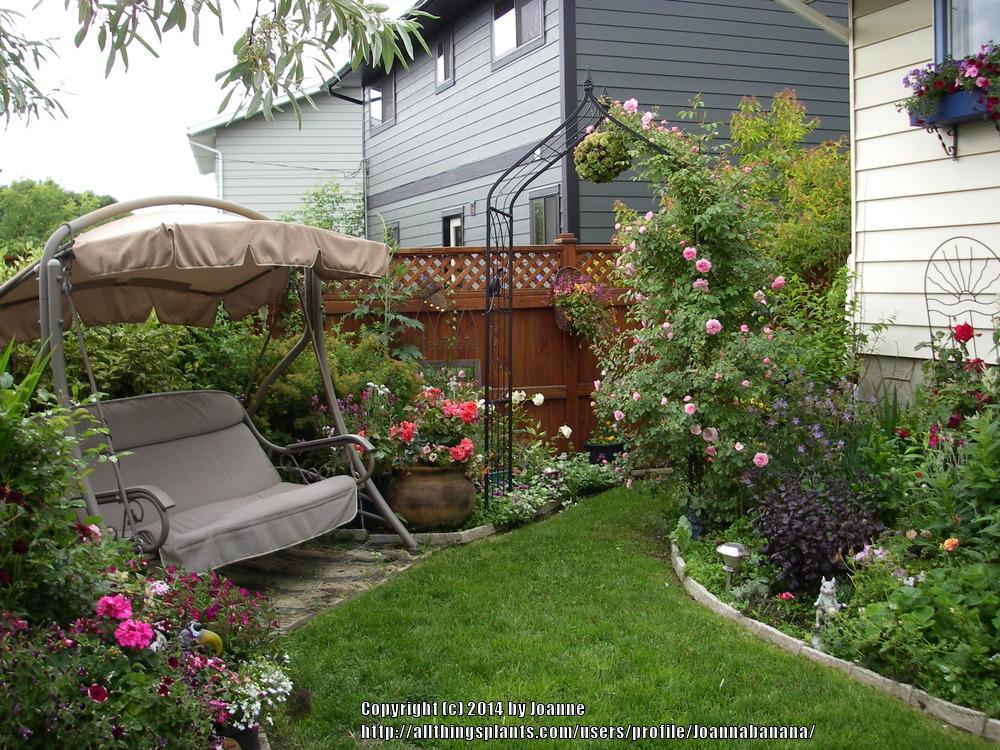 The Container Rose Garden - Garden.org