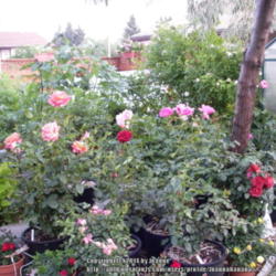 The Container Rose Garden - Garden.org