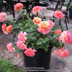 The Container Rose Garden - Garden.org